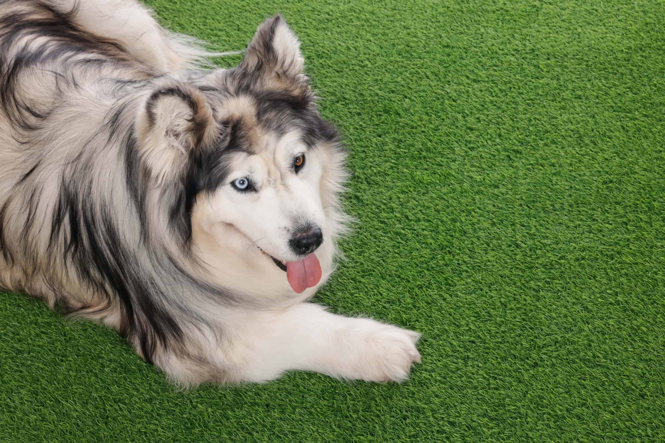 Why Pet Turf Is the Ultimate Landscaping Choice for Dog Owners - EnvyLawn